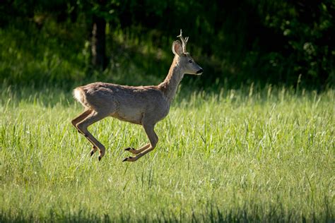 Green Grass Animation Photos Download The Best Free Green Grass