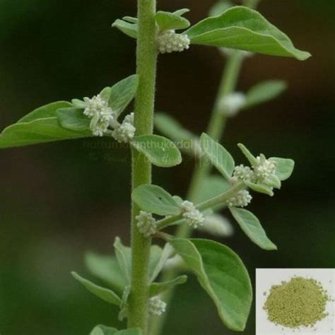 Mountain Knot Grass Powder At Best Price In Coimbatore Id 7724438