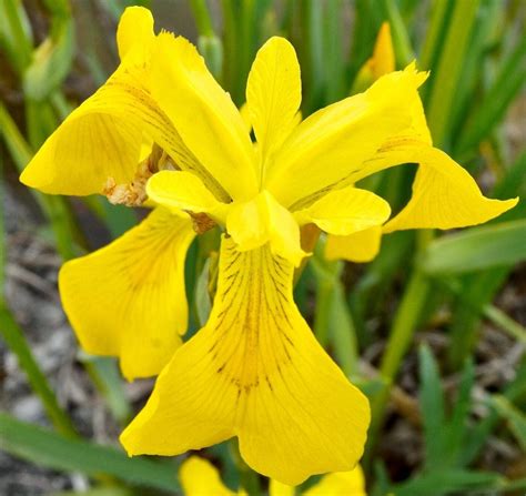 Iris Flag 8 Tree Guide Uk