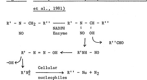 Figure 11 From The Occurence And Formation Of N Nitroso Compounds In