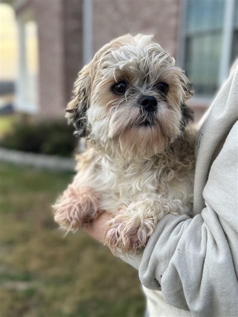 Patsy Edwina Da Vincis Dream