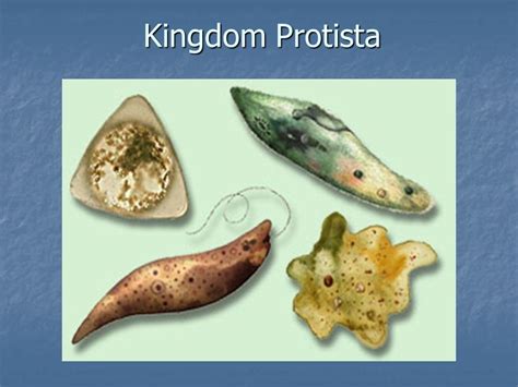 Microscopic Protists