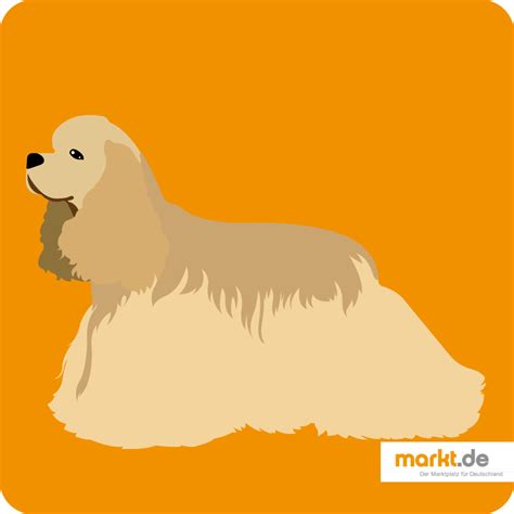 Amerikanische Cocker Spaniel Im Rasseportrait Marktde
