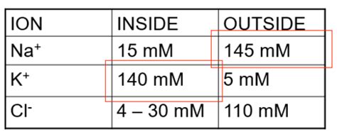 Ionic Basis Of The Resting Potential And Action Potential Flashcards Quizlet