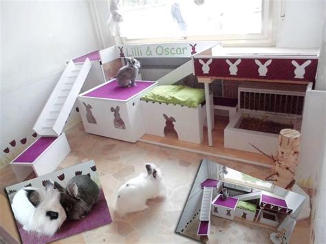 Gender Determination Of Rabbits How To Rabbit