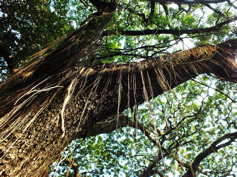 A Large Tree With Many Hanging Roots Hanging Down The Tree Has Large