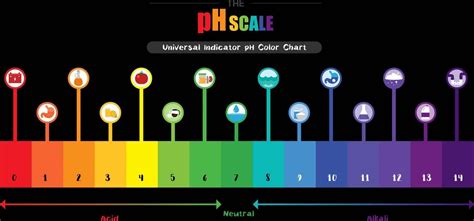 Basic Ph Scale Ph Value Scale Chart Acid Base Balance Infographic
