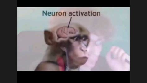 Monkey Neuron Activation We Want Science