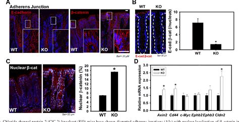Figure 3 From Knockout Of Clc 2 Reveals Critical Functions Of Adherens