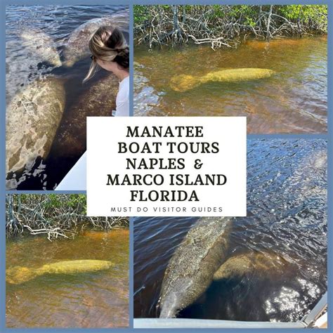 See A Manatee In Naples And Marco Island Must Do Visitor Guides