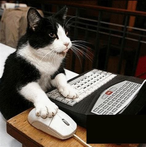 Create Meme Cat On The Keyboard The Cat At The Computer The Cat