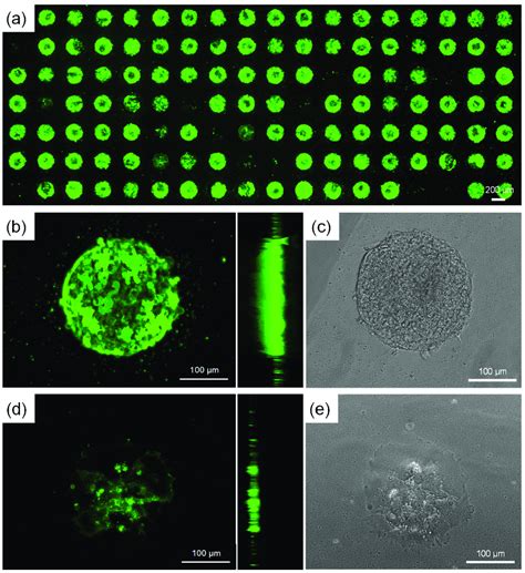 A Fluorescence Microscope Image Of Induced Pluripotent Stem Cells Download Scientific Diagram