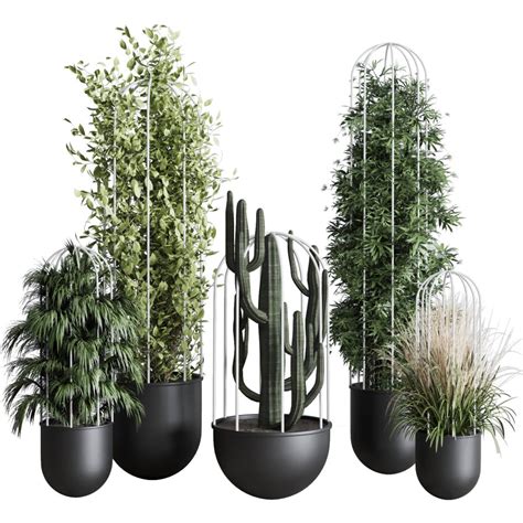 Indoor Plant Bamboo Palm Cactus Grass Stand Black 3d Model For Vray