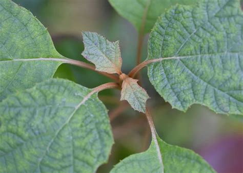 Pruning Oakleaf Hydrangea ️ 🌱 The Comprehensive Guide For Healthy Blooms