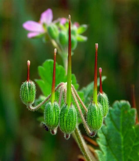 Premium Photo Erodium Malacoides