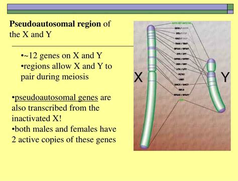 Ppt Chromosome Theory Of Inheritance Powerpoint Presentation Free Download Id 5183654