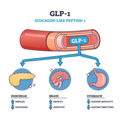 10 Glucagon Like Peptide 1 Stock Illustrations Royalty Free Vector Graphics And Clip Art Istock