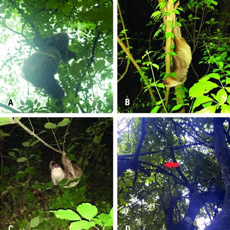 Images Showing Relevant Events Of The Two Toed Sloth Release And