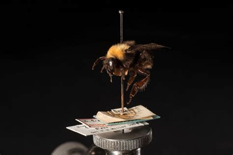 To Save Americas Native Bees The Oregon Bee Project Is Mapping Every Single One Atlas Obscura