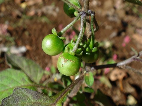 Solanum Nigrum L