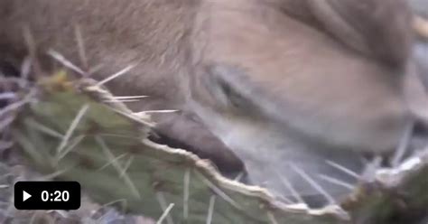 A Camel Eating A Cactus A Camels Mouth Is Designed To Chew On Thorny Plants 9gag