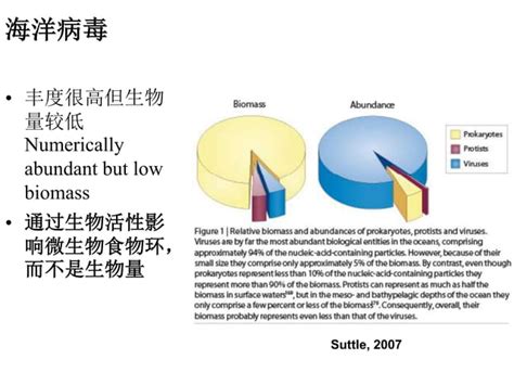 Part 7 Microbial Loop And Virusppt