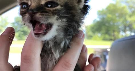 Rescued A Murder Floof Today Album On Imgur