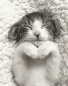 Sleeping Cat S Tenor