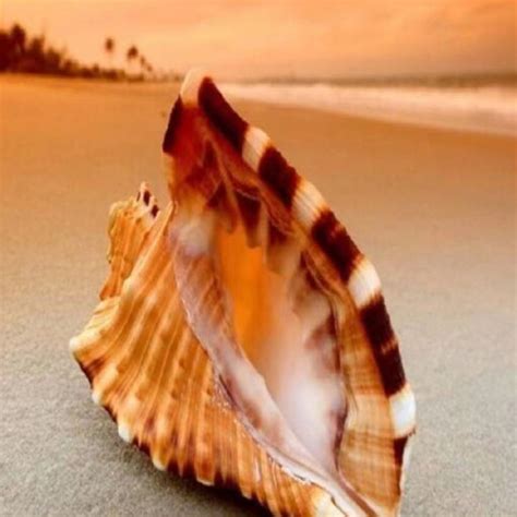 Hao Liu China Agricultural University Beijing Cau College Of