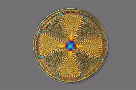 Dunkirk Maryland Diatomit Der Sammelthread Seite 2