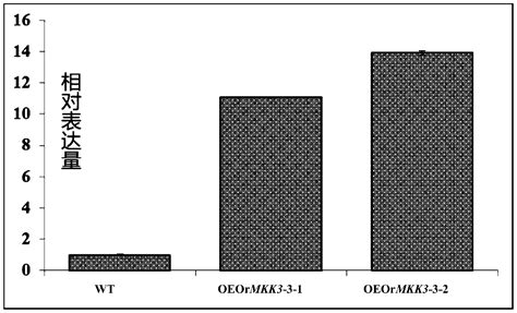 Rice Grain Shape Growth And Development Related Coding Gene And