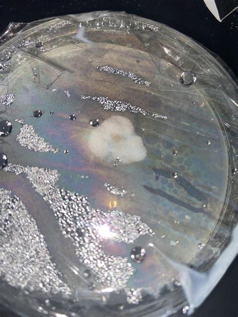 Is This Agar Plates Contaminated R Agarporn