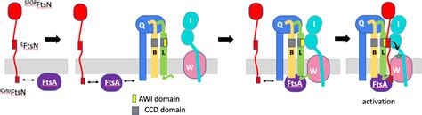 Figure 1 From The Essential Domain Of Ftsn Triggers Cell Division By
