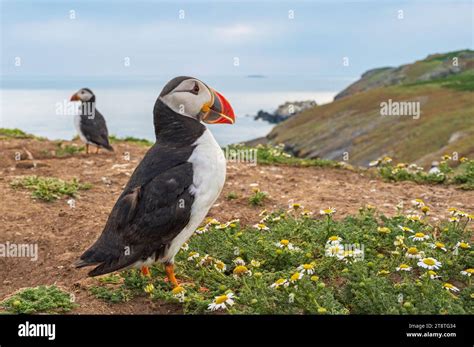 Puffins Standing Around In Their Colony On Skomer Island Pembrokeshire