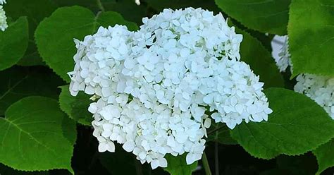 Hydrangea Arborescens Growing And Care Of Smooth Hydrangeas