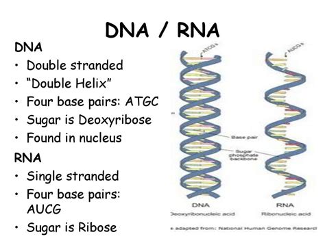 Biology Ppt Download