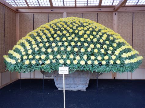 菊・キク・きく かぎけん花図鑑