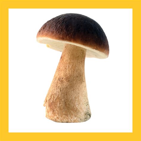 21 Types Of Penises Different Shapes Sizes And What To Know