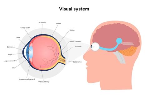 premium vector suprachiasmatic nucleus of hypothalamus human visual system pathway cortex