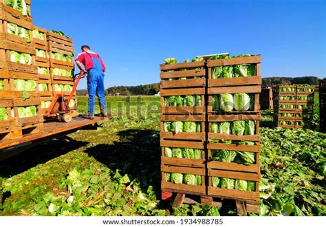Horticulture Chains Photos And Images Shutterstock