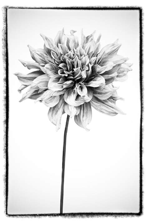 Plexiglass Photographs Of Flowers In 2025 Glicee Prints Dahlia