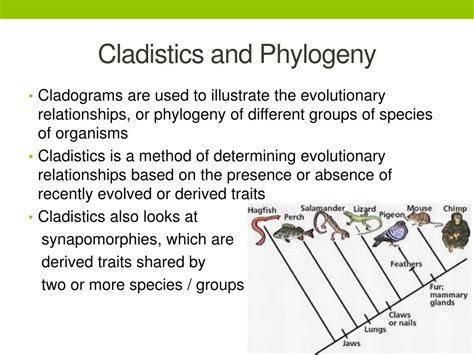 Ppt The Origin Of Species Powerpoint Presentation Free Download Id