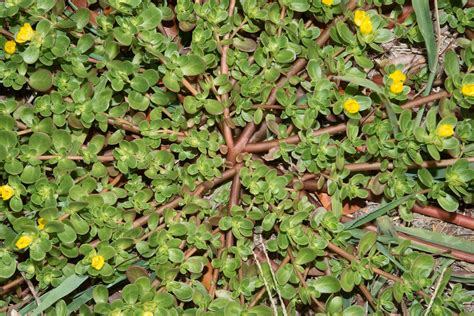 Amicomario La Portulaca Una Pianta Preziosa Ma Considerata