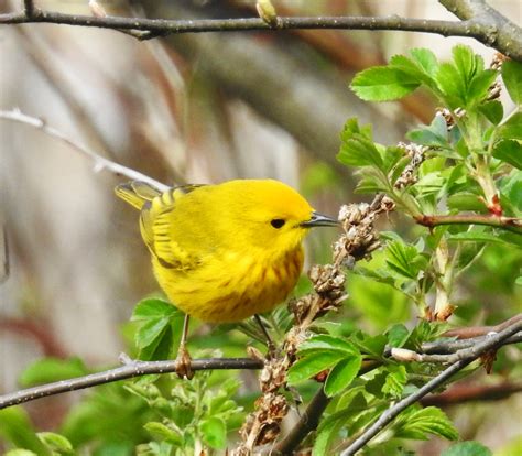 Bird Spring Warblers