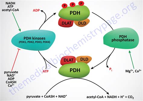 Pyruvate Dehydrogenase Complex And Tca Cycle The Medical Biochemistry