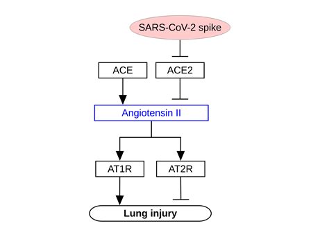 Downregulation Of Ace2 By Sars Cov 2 Spike Protein Wp4799 Homo