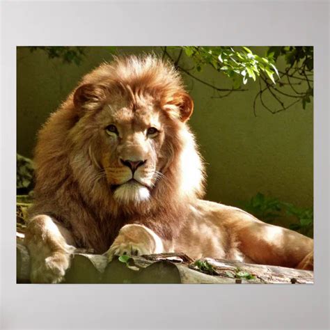 Lion Poster Zazzle