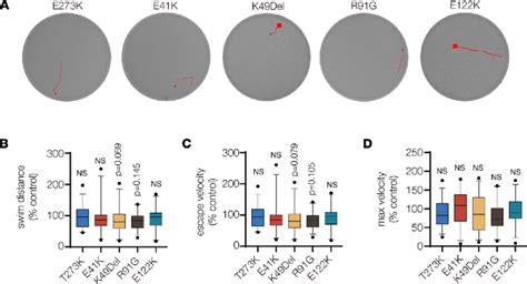 Tpm2 Variants Did Not Affect Swim Function A Automated Tracking Of Download Scientific