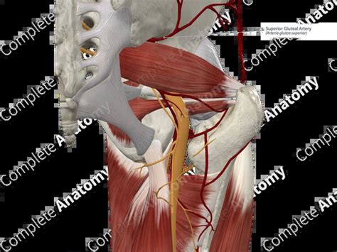 Superior Gluteal Artery Complete Anatomy