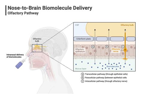 Nose To Brain Biomolecule Delivery Olfactory Pathway Biorender